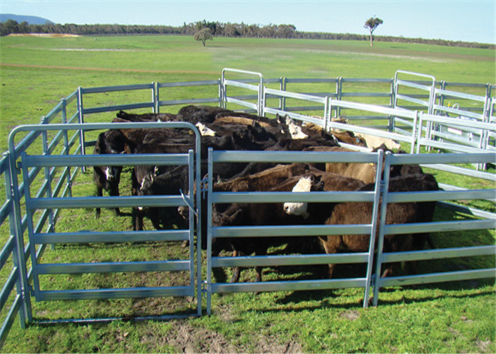 40x80 MM Heavy Duty Cattle Panels , Oval Tube Cattle Panels For Goats