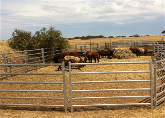 Hot Dipped Galvanized Heavy Duty Cattle Gates , Metal Livestock Gate